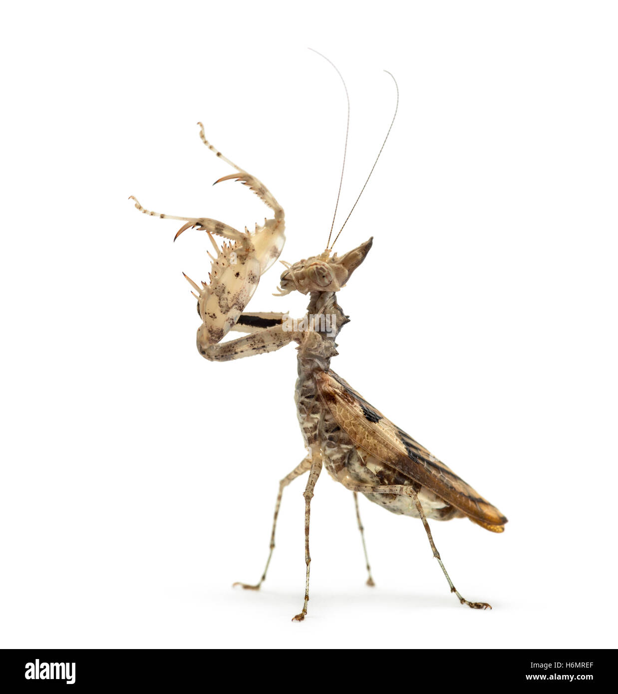 Female praying mantis, Ceratomantis saussurii, isolated on white Stock ...