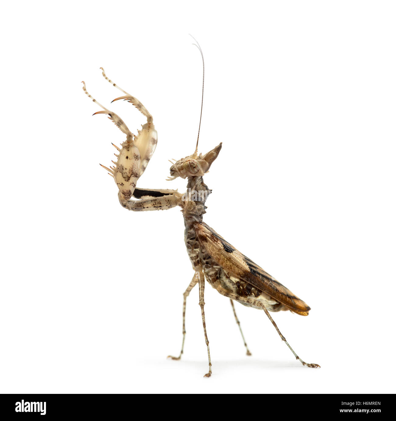Female praying mantis, Ceratomantis saussurii, isolated on white Stock ...