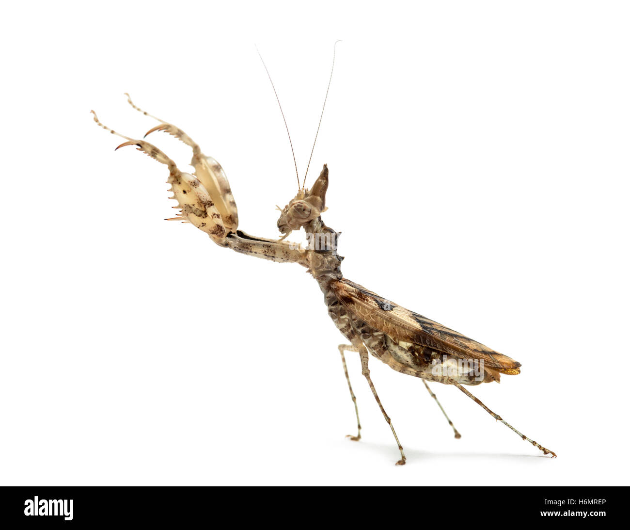 Female praying mantis, Ceratomantis saussurii, isolated on white Stock ...