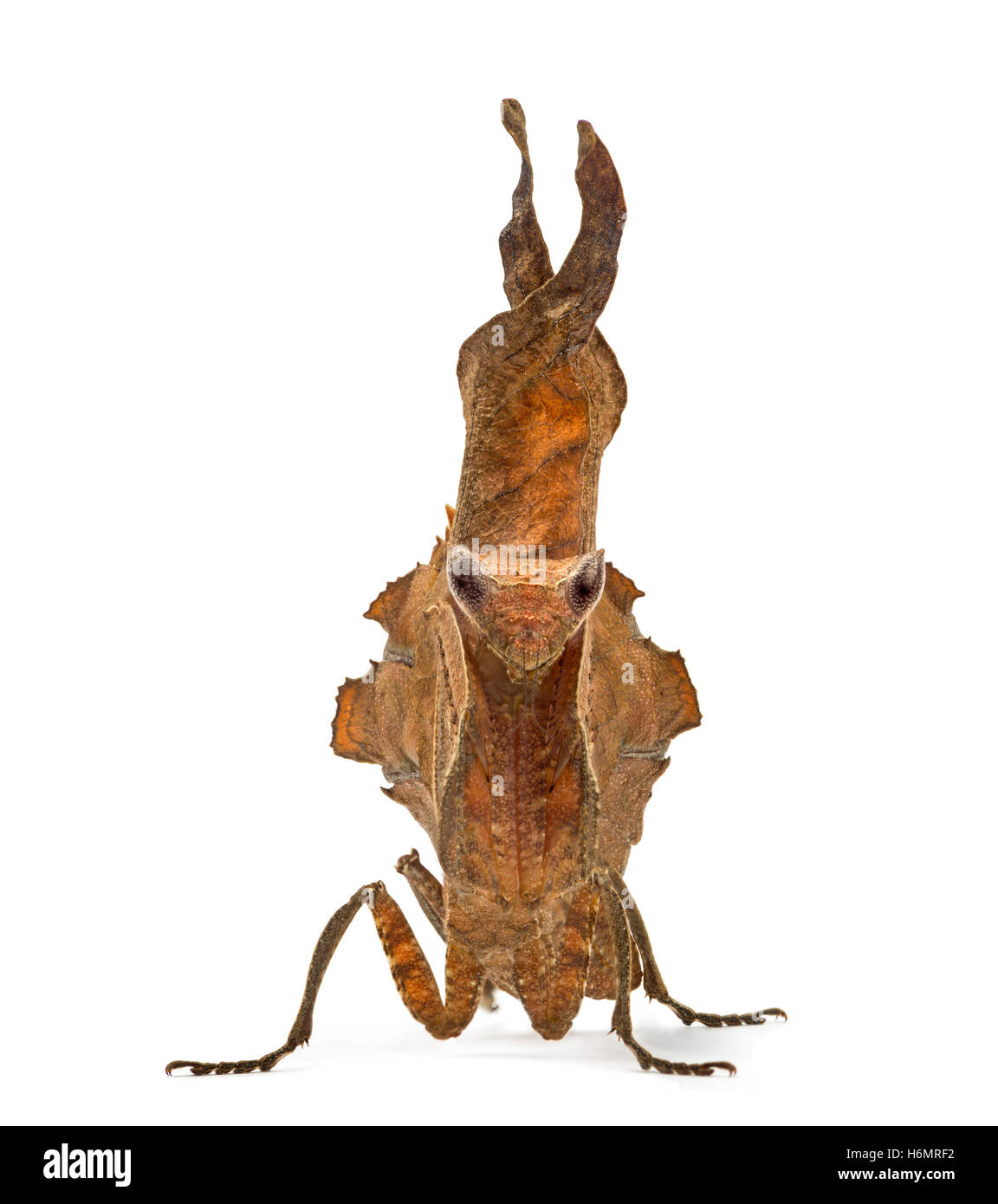 Acanthops hi-res stock photography and images - Alamy