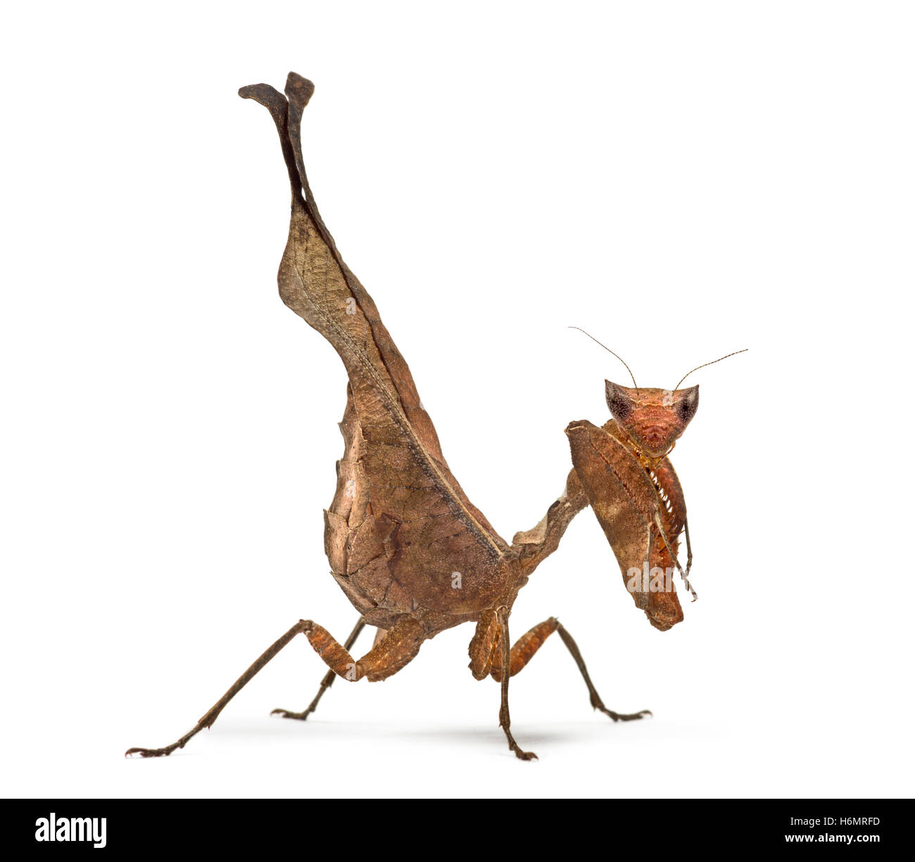 dead leaf mantises - Acanthops Sp - isolated on white Stock Photo - Alamy