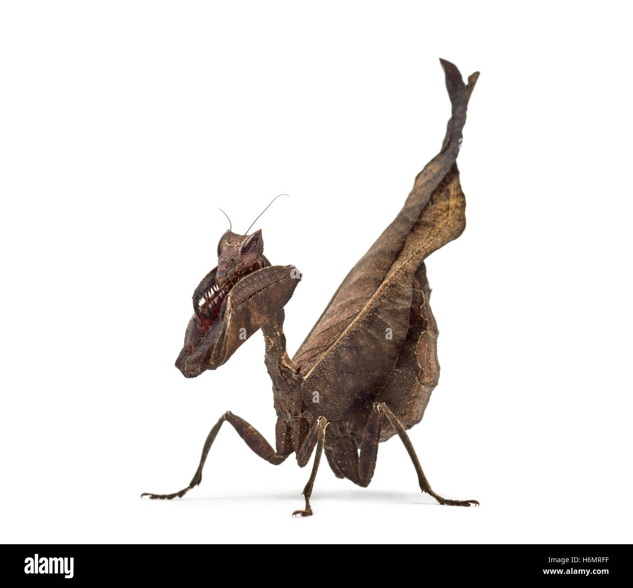 dead leaf mantises - Acanthops Sp - isolated on white Stock Photo - Alamy