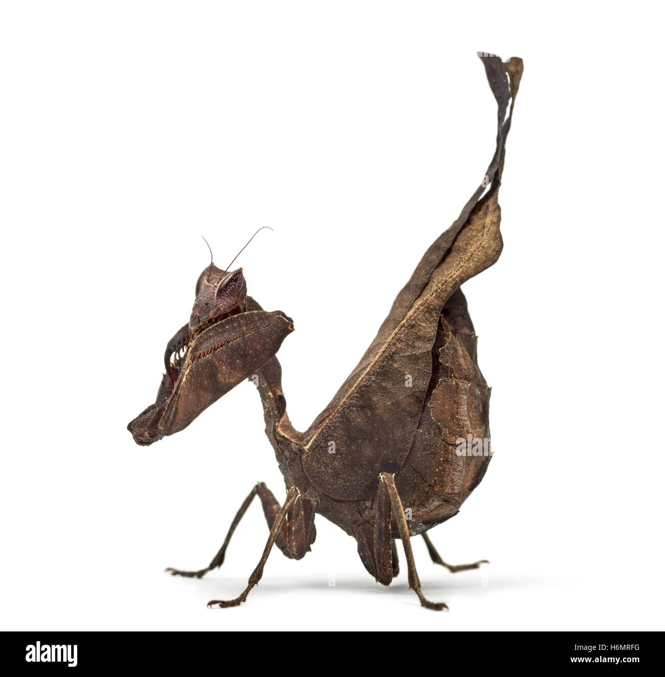 dead leaf mantises - Acanthops Sp - isolated on white Stock Photo - Alamy