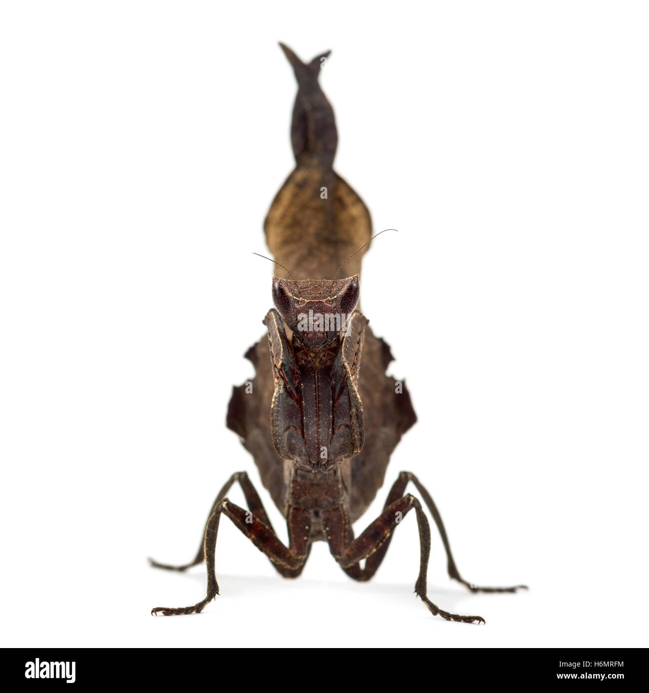 dead leaf mantises - Acanthops Sp - isolated on white Stock Photo - Alamy