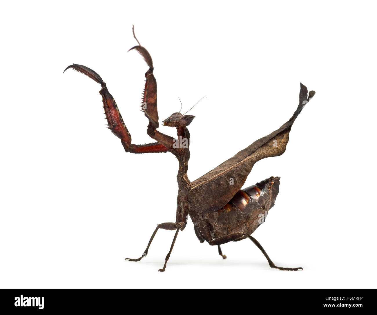 Acanthops hi-res stock photography and images - Alamy