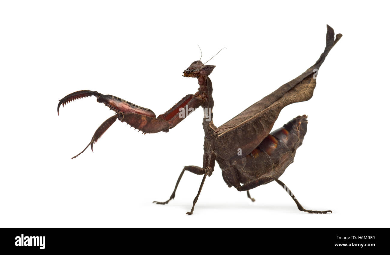 dead leaf mantises - Acanthops Sp - isolated on white Stock Photo - Alamy