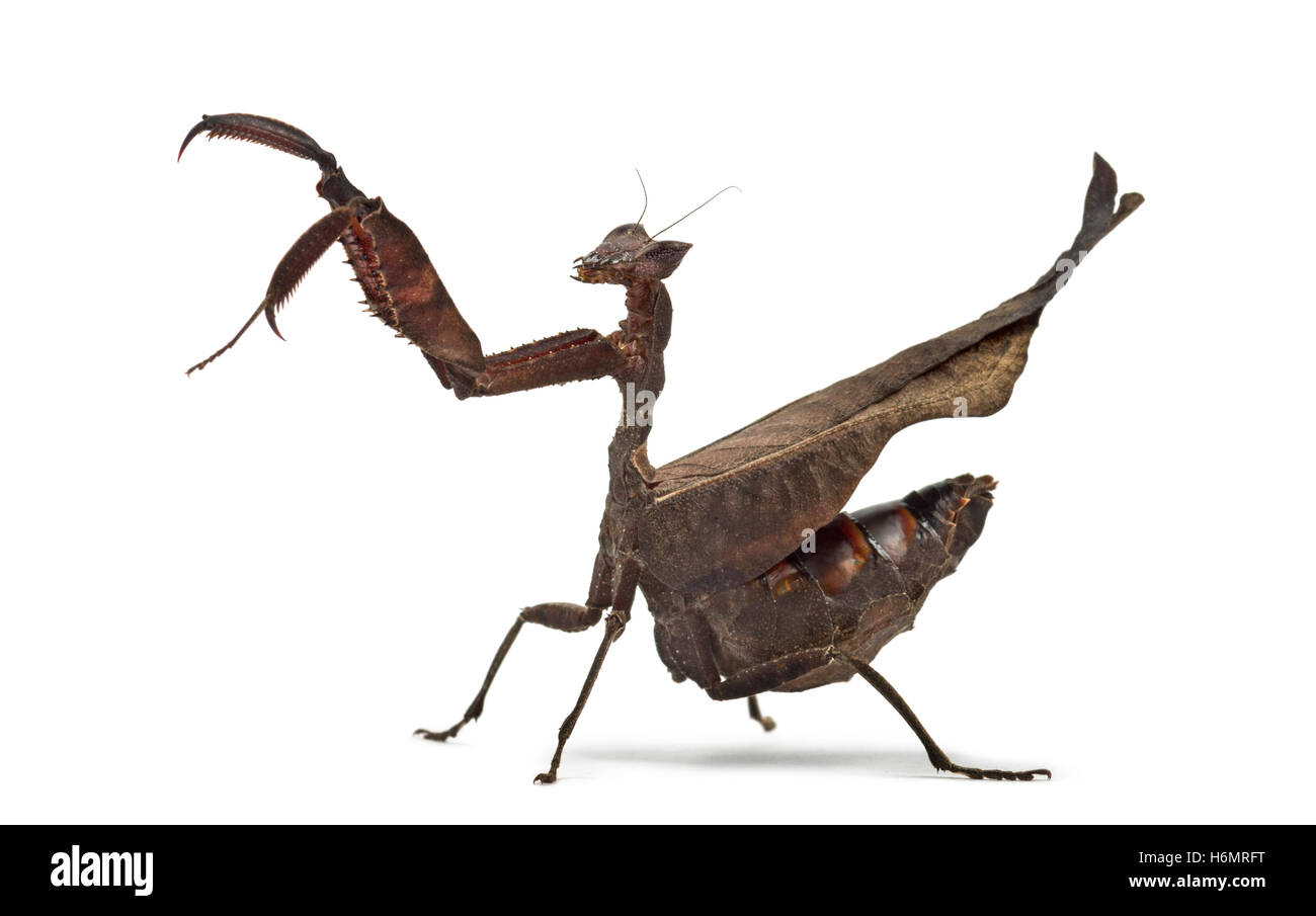 dead leaf mantises - Acanthops Sp - isolated on white Stock Photo - Alamy