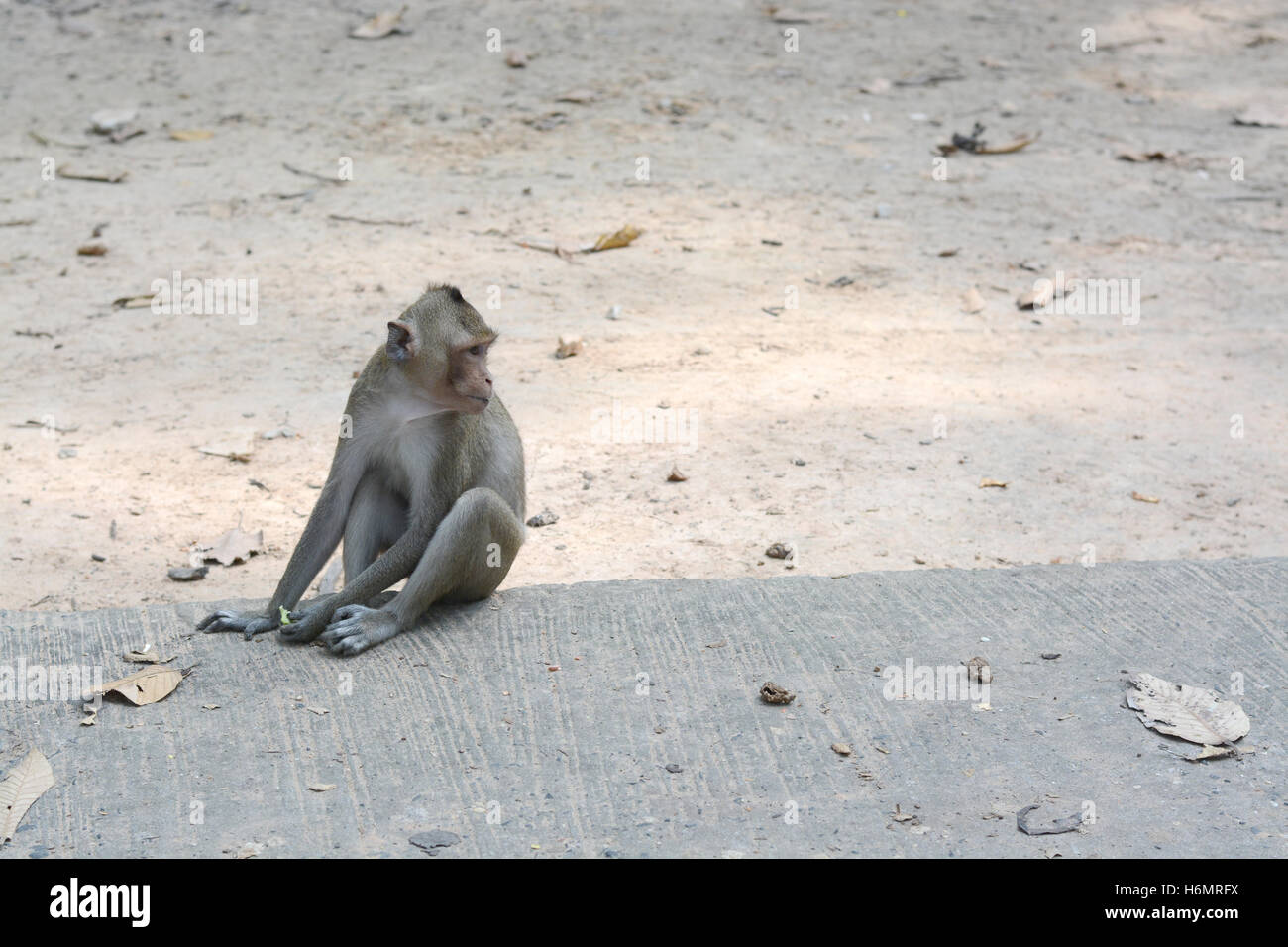 feeding a monkeys Stock Photo - Alamy