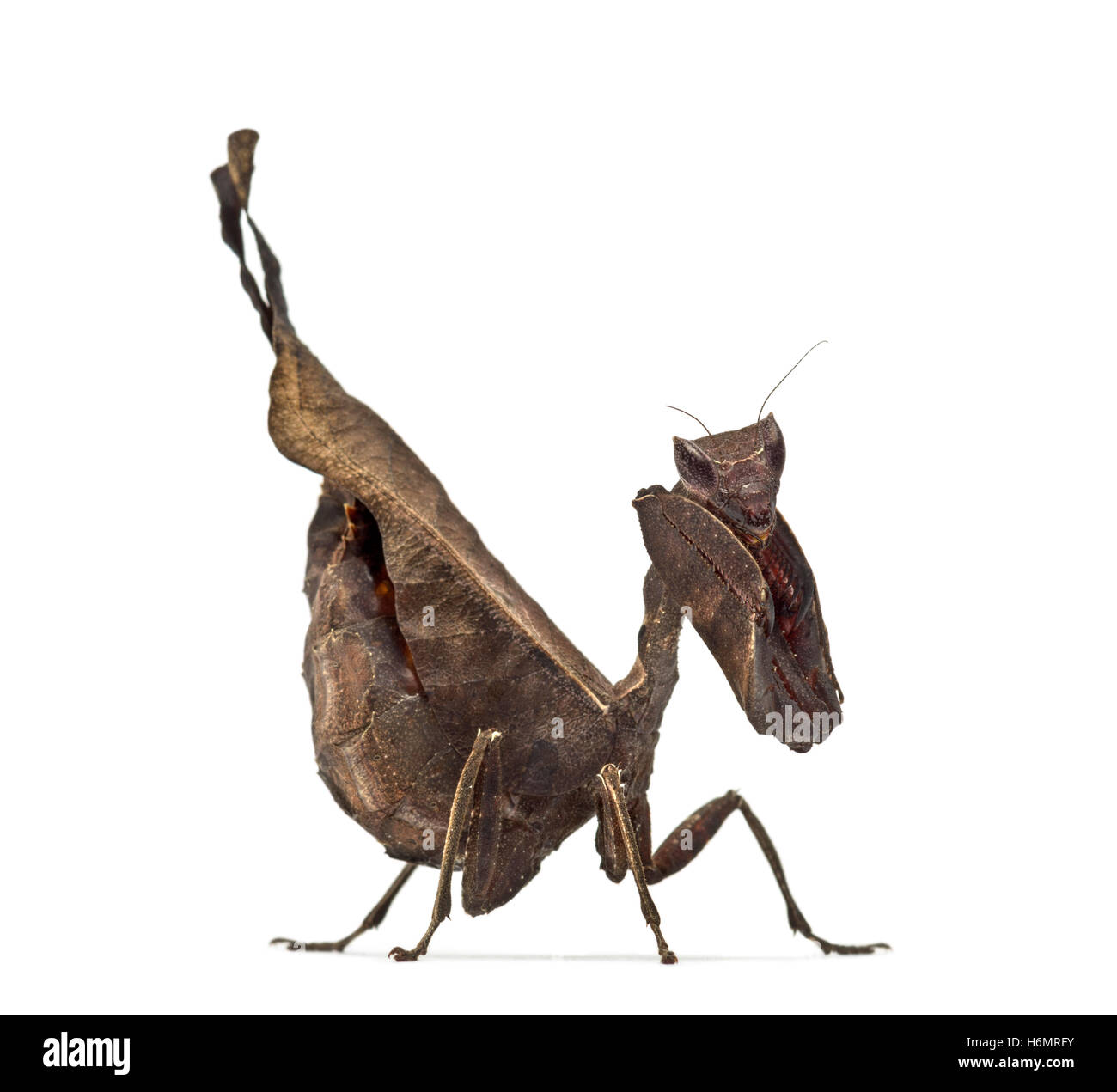 dead leaf mantises - Acanthops Sp - isolated on white Stock Photo - Alamy