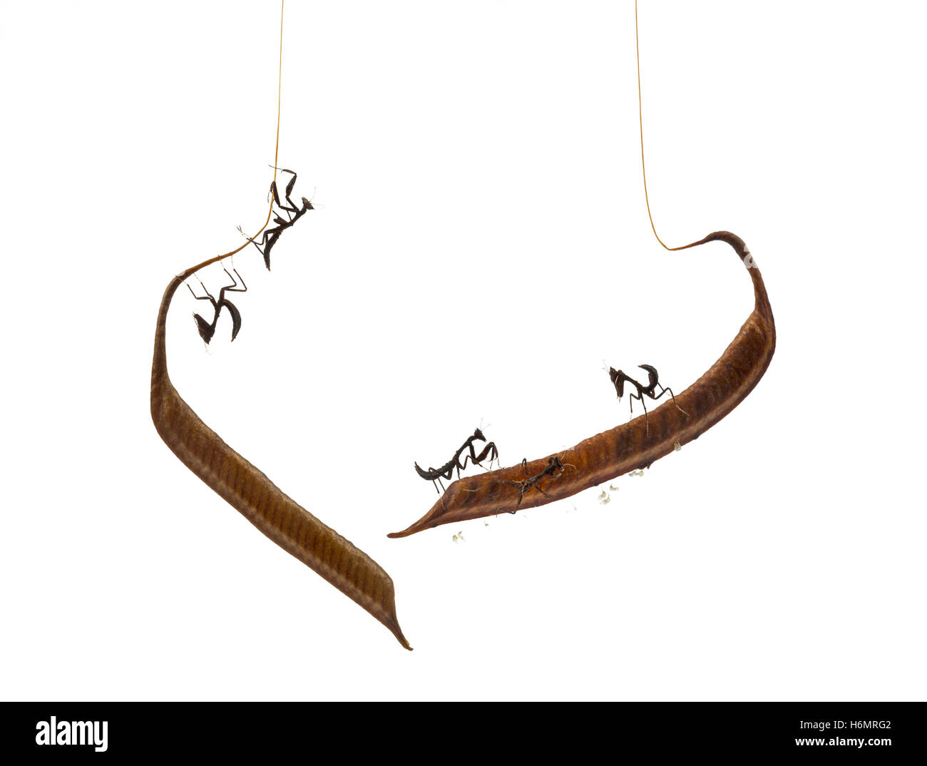 Young dead leaf mantises on a Ootheca - Acanthops Sp - isloated on ...