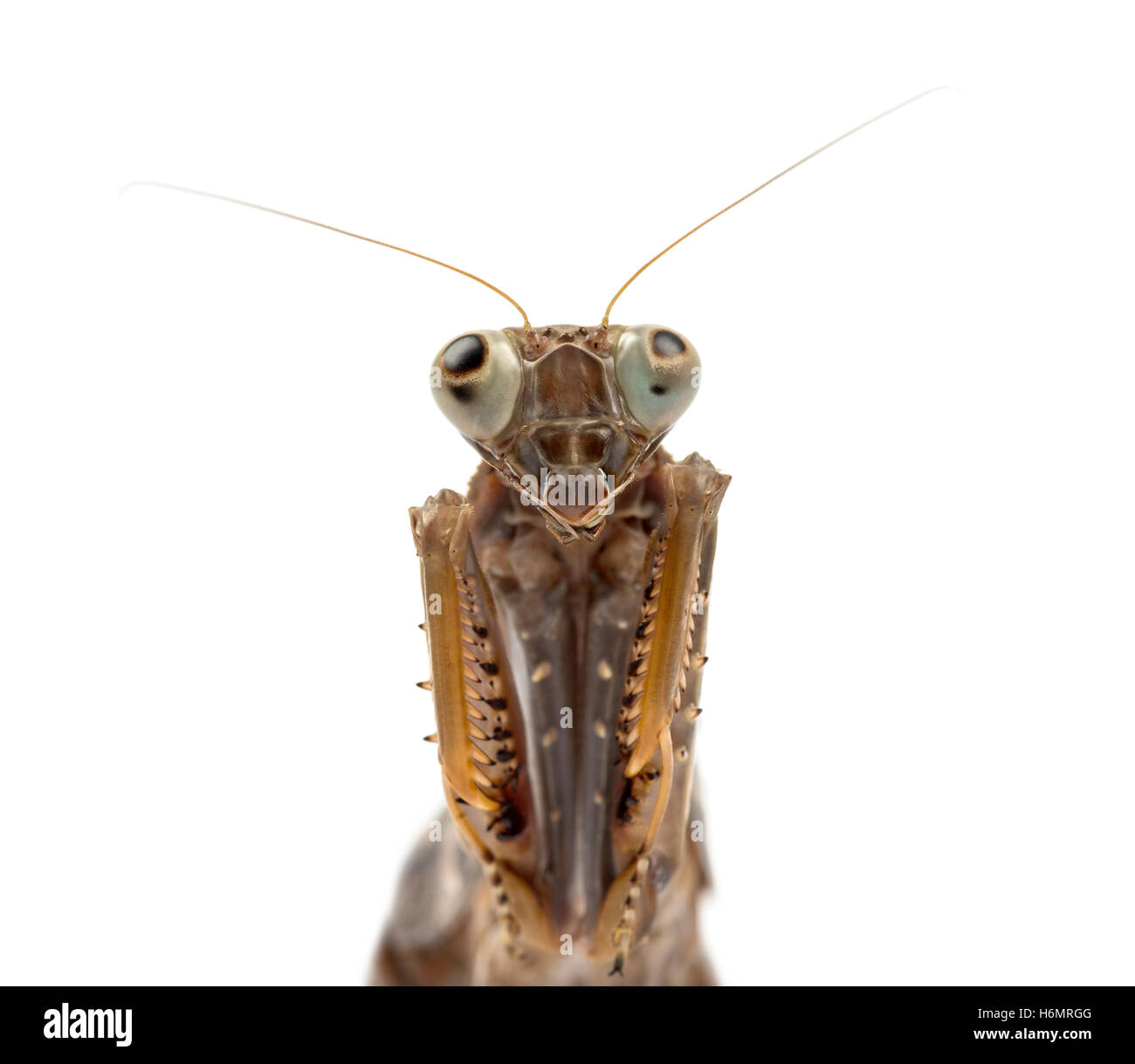Old and blind female praying mantis - Rhombodera fusca, isolated on ...