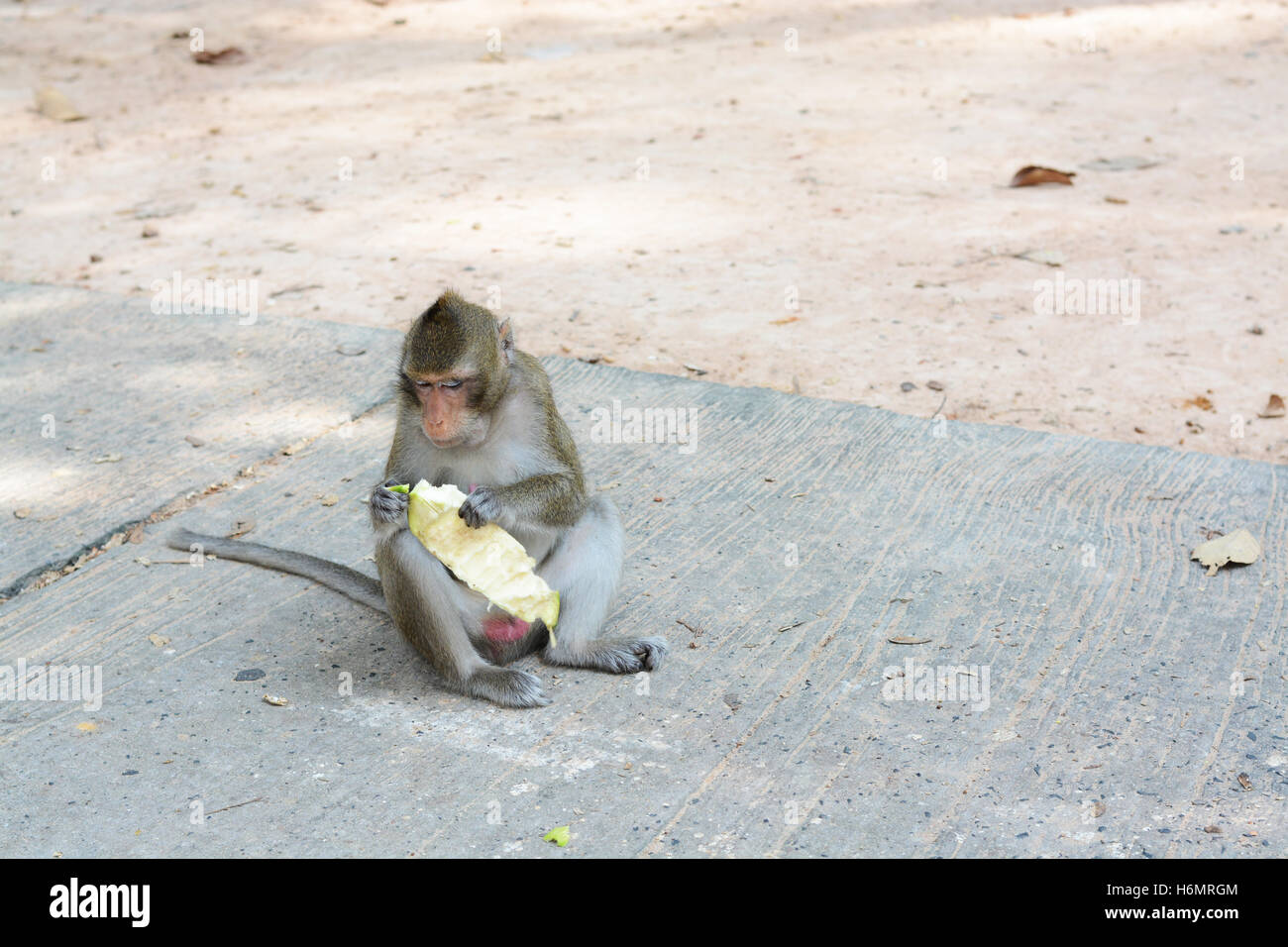 feeding a monkeys Stock Photo - Alamy