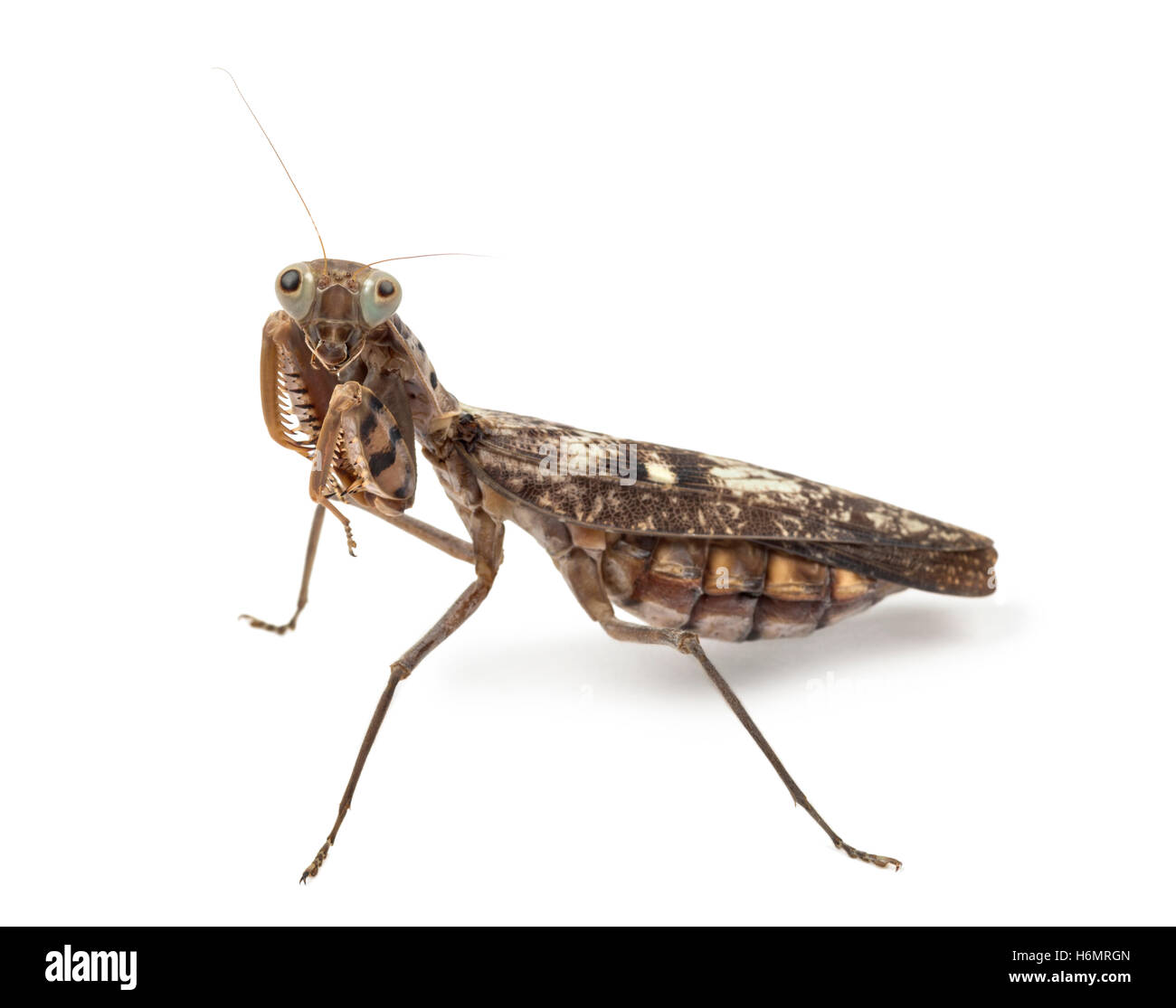 Rhombodera fusca hi-res stock photography and images - Alamy