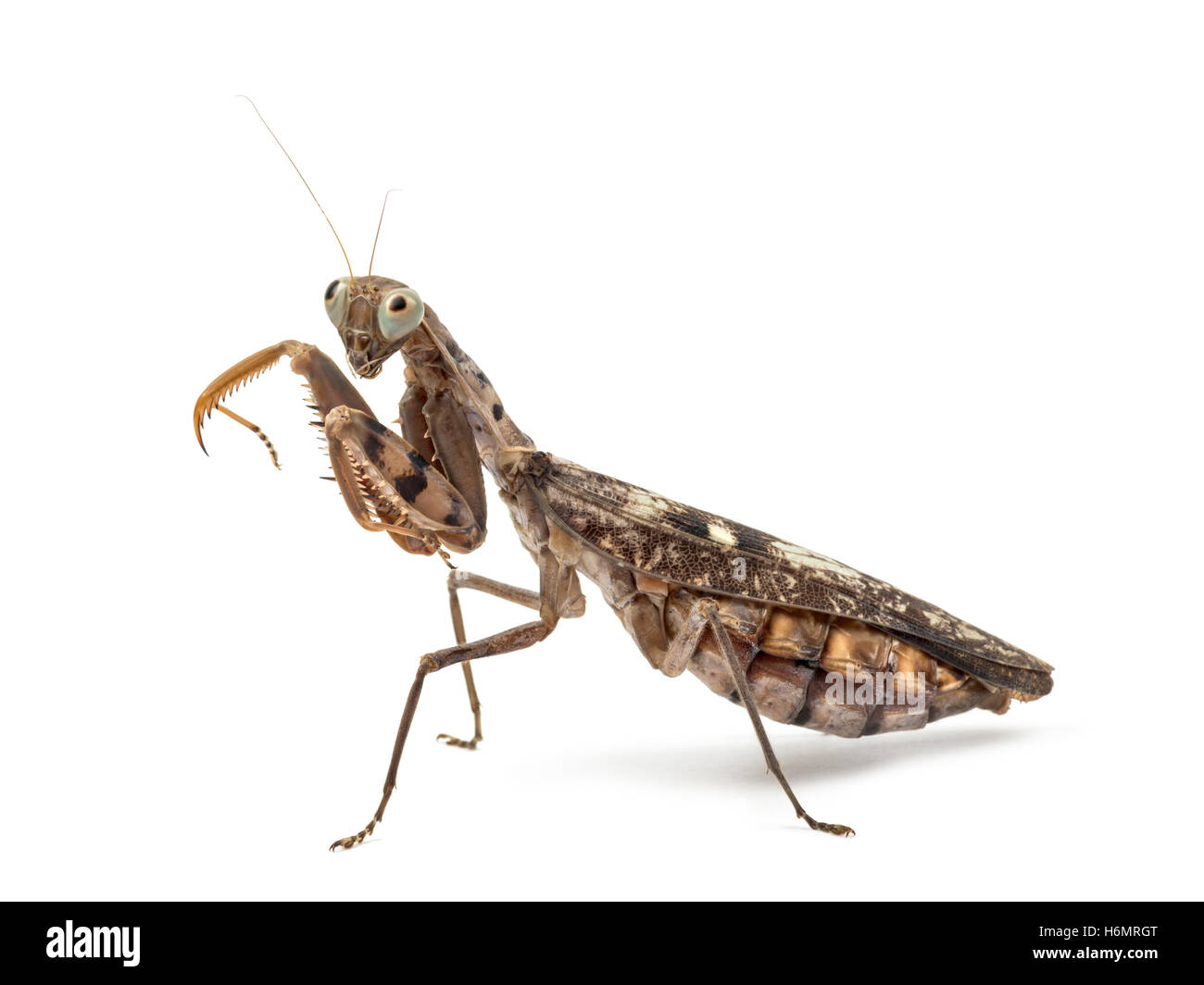 Old and blind female praying mantis - Rhombodera fusca, isolated on ...