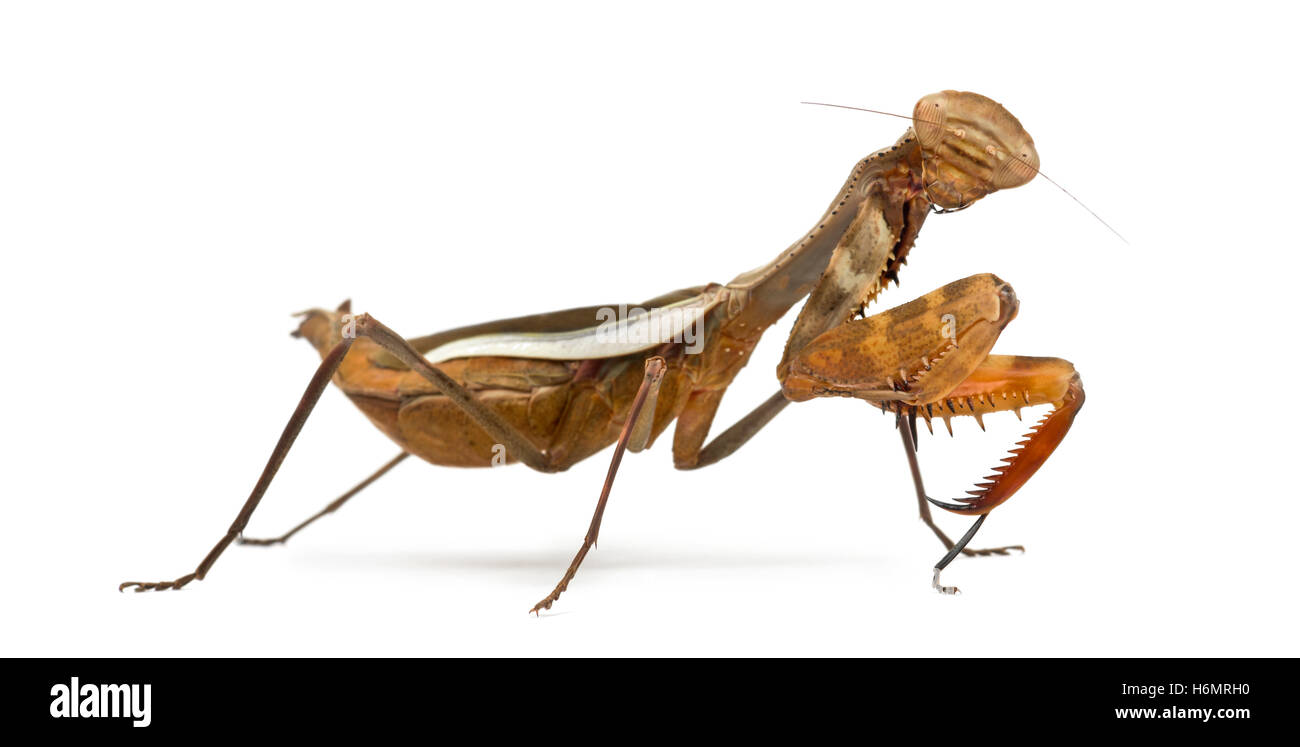 Giant praying mantis hi-res stock photography and images - Alamy