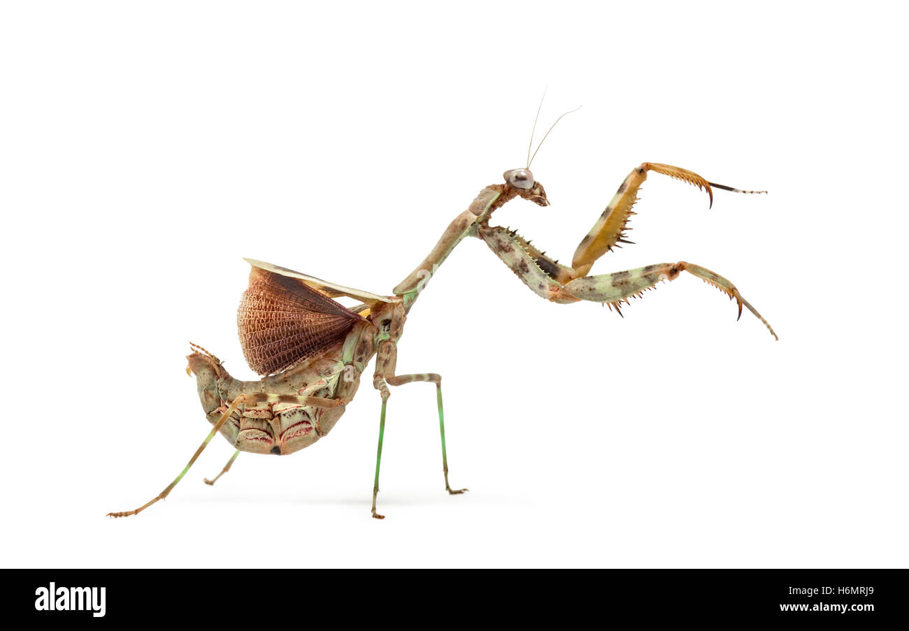 female Parasphendale affinis Stock Photo - Alamy