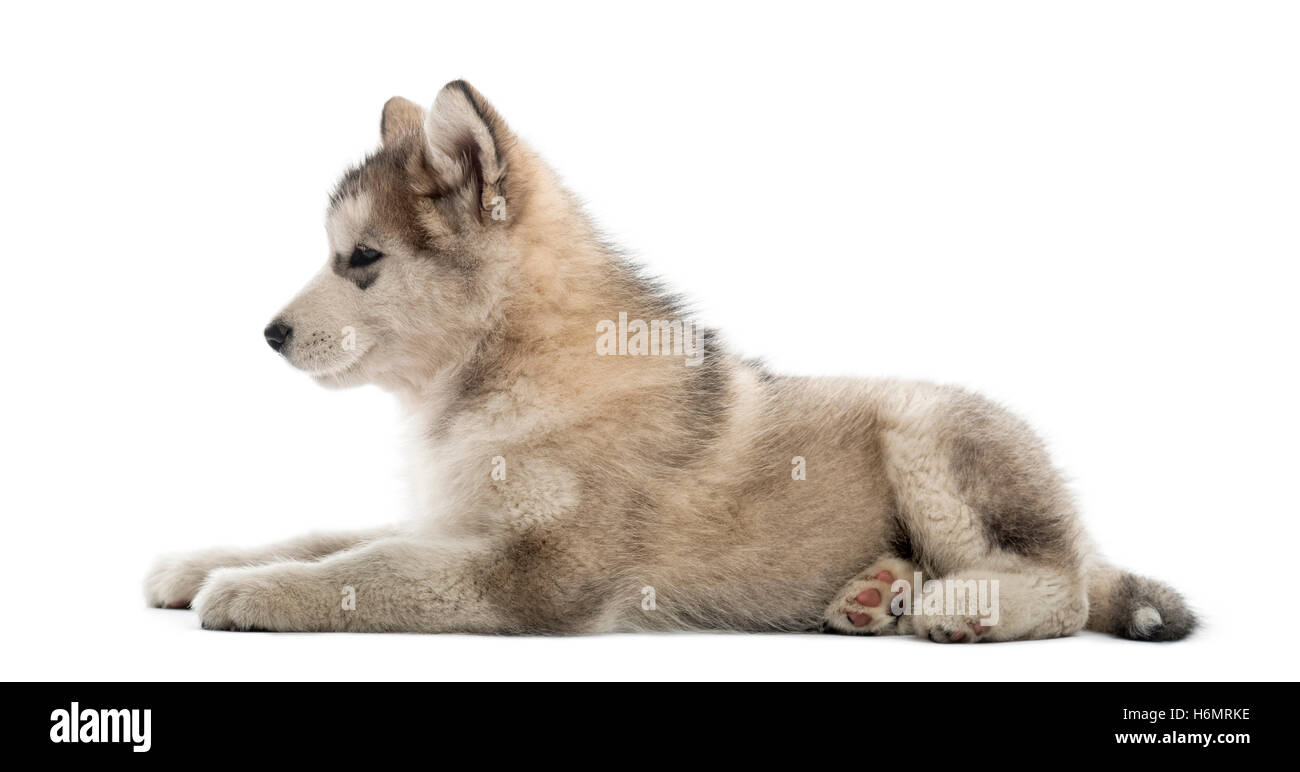 Alaskan malamute lying on hi-res stock photography and images - Alamy