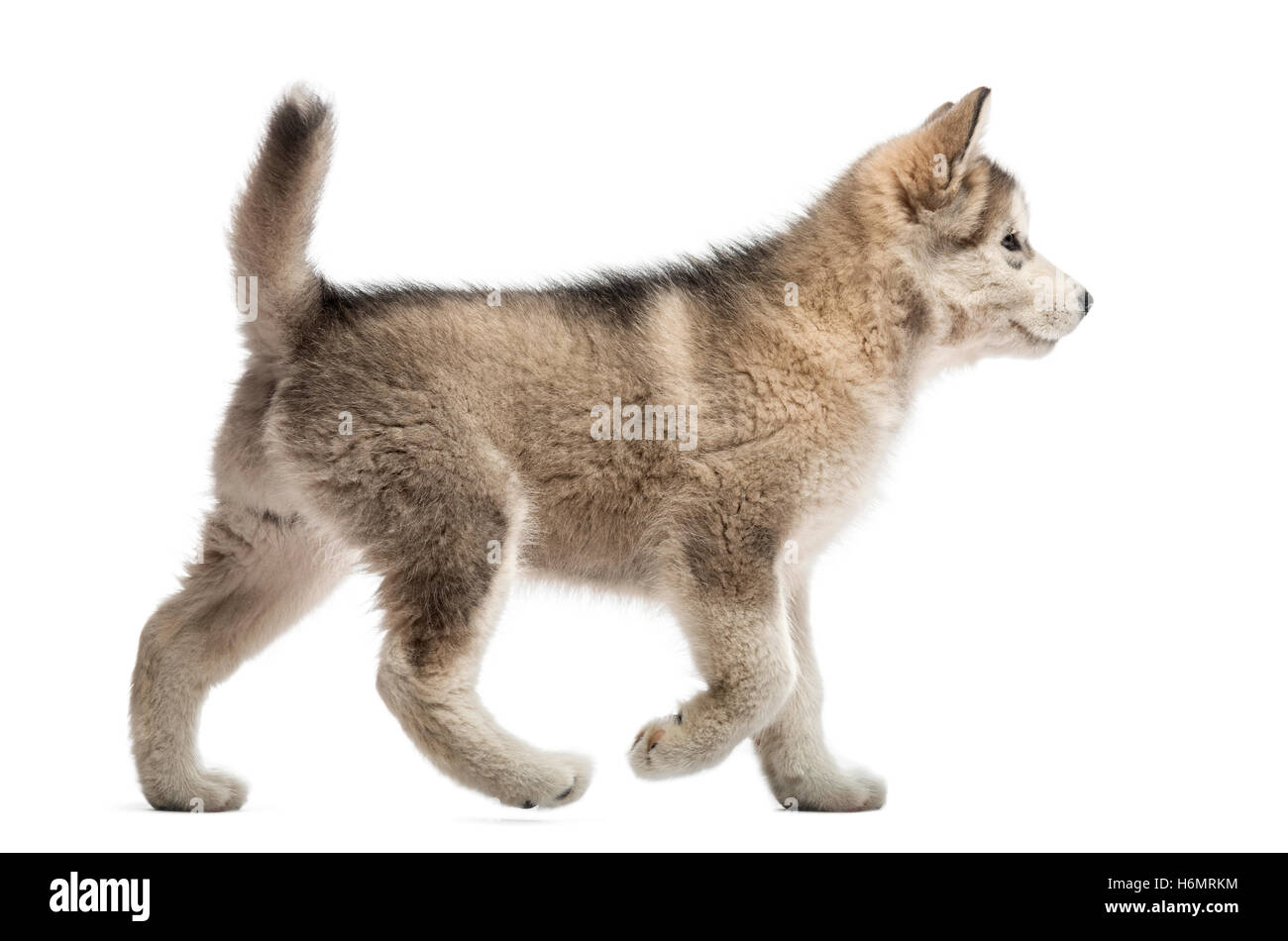 Side view Alaskan Malamute puppy walking isolated on white Stock Photo ...