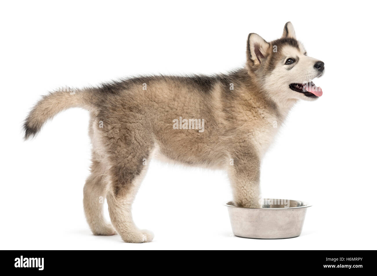 Side view of a Alaskan Malamute puppy with a bowl isolated on white ...