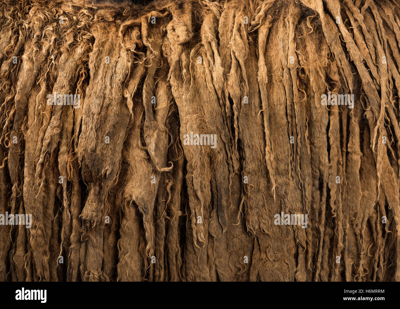 Details of a Poitou donkey dreadlocks hair Stock Photo - Alamy