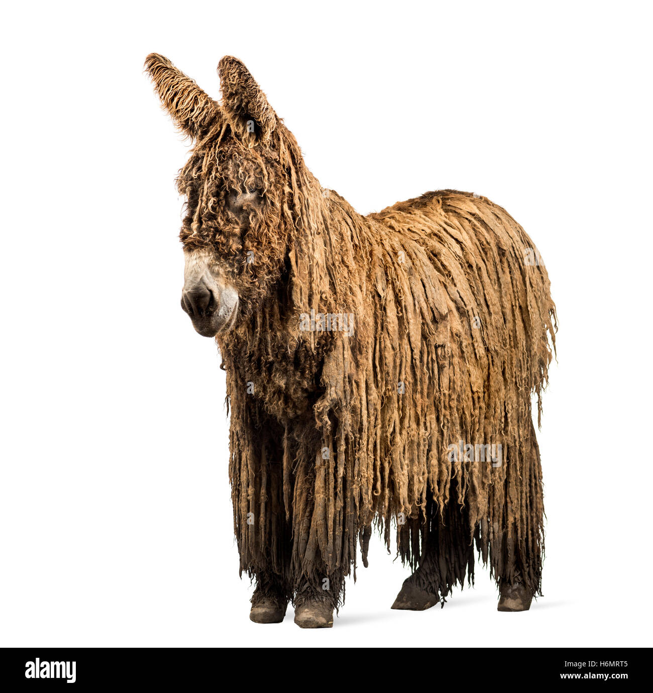 Poitou donkey with a rasta coat isolated on white Stock Photo - Alamy
