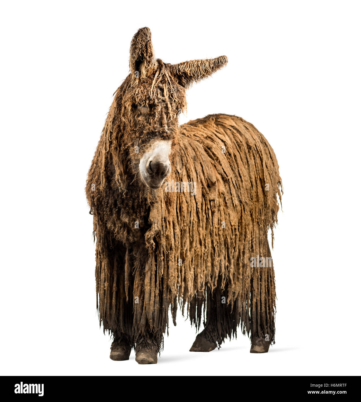 Donkey dreadlocks hi-res stock photography and images - Alamy