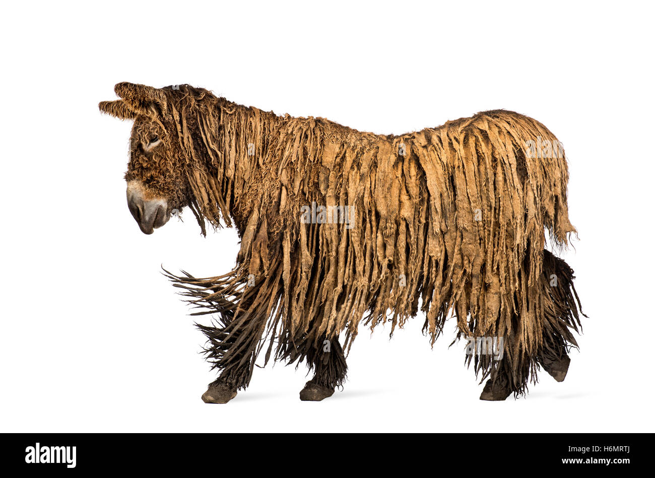 Donkey dreadlocks hi-res stock photography and images - Alamy
