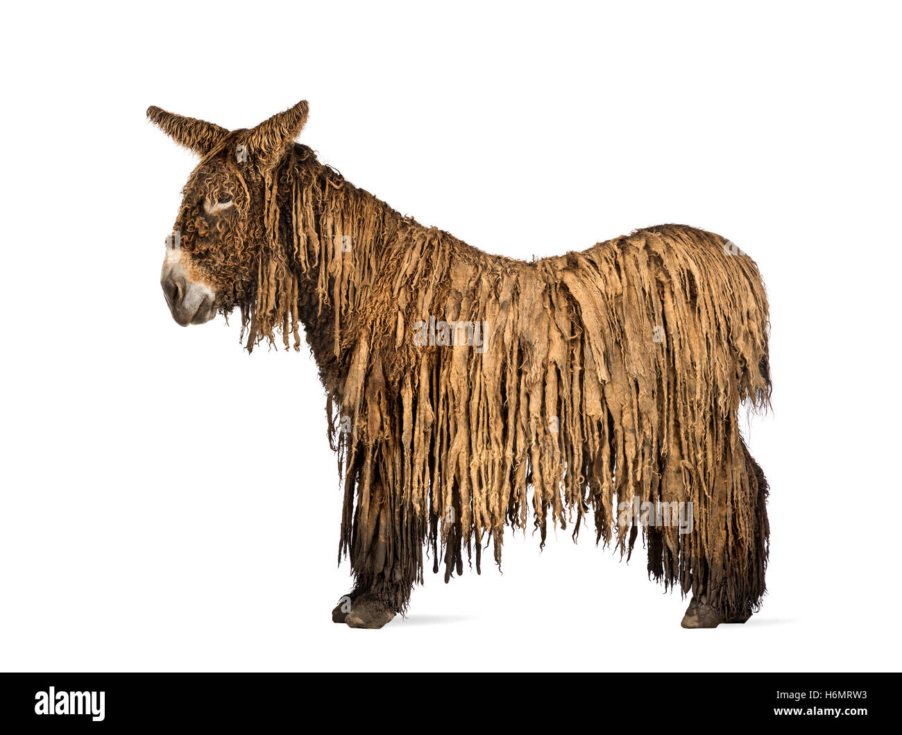 The poitou Cut Out Stock Images & Pictures - Alamy