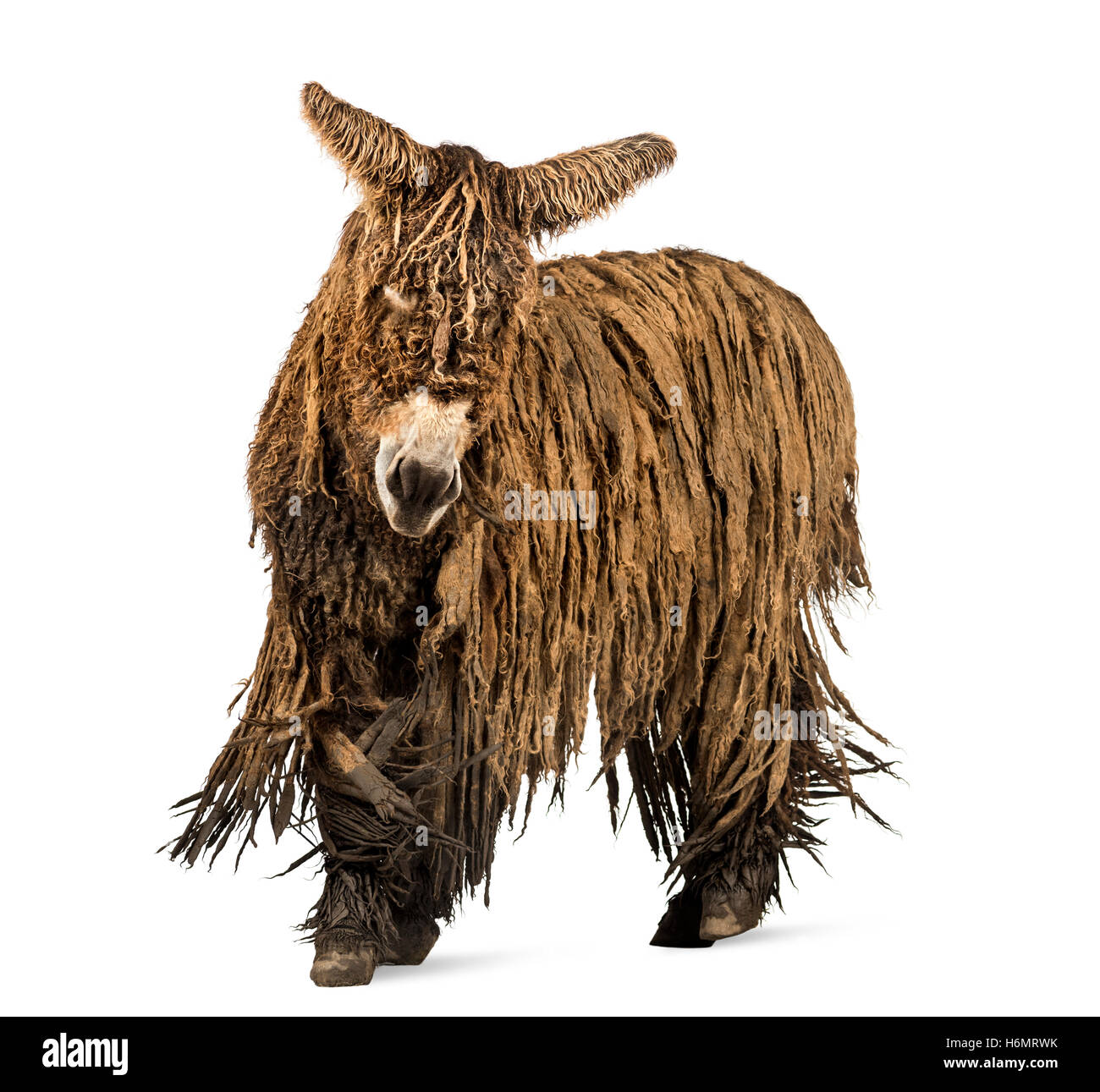 Poitou donkey with a rasta coat walking isolated on white Stock Photo ...