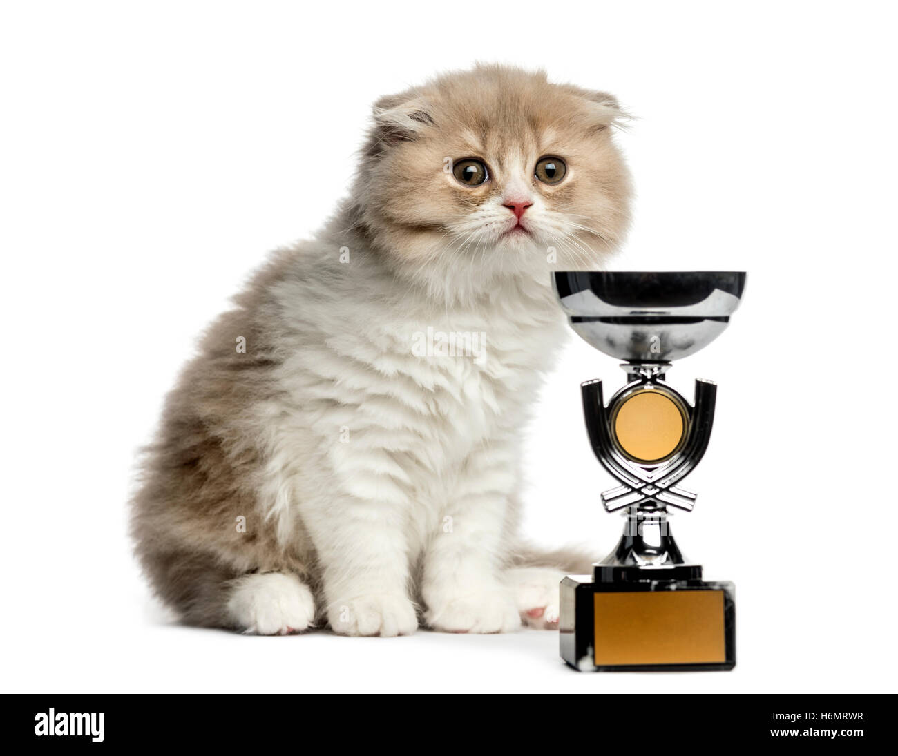 Young Highland Fold kitten with a trophy, looking away isolated on ...
