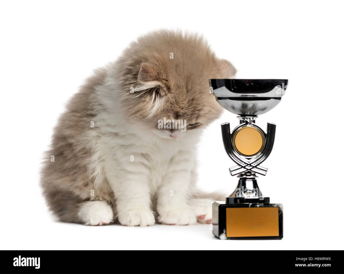 Young Highland Fold kitten with a trophy, looking down isolated on ...