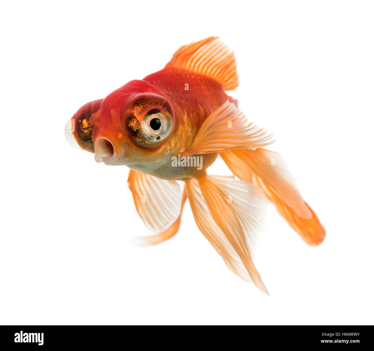 Giant Fancy Goldfish