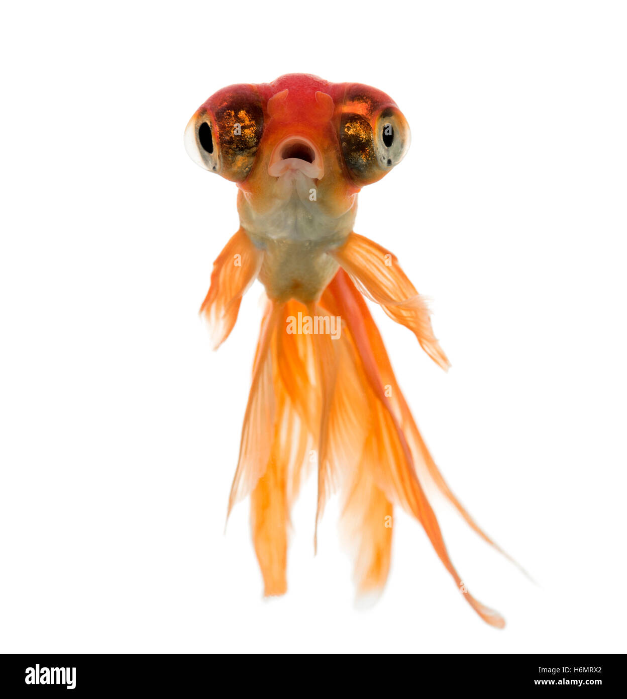 Front view of a Goldfish swimming islolated on white Stock Photo - Alamy