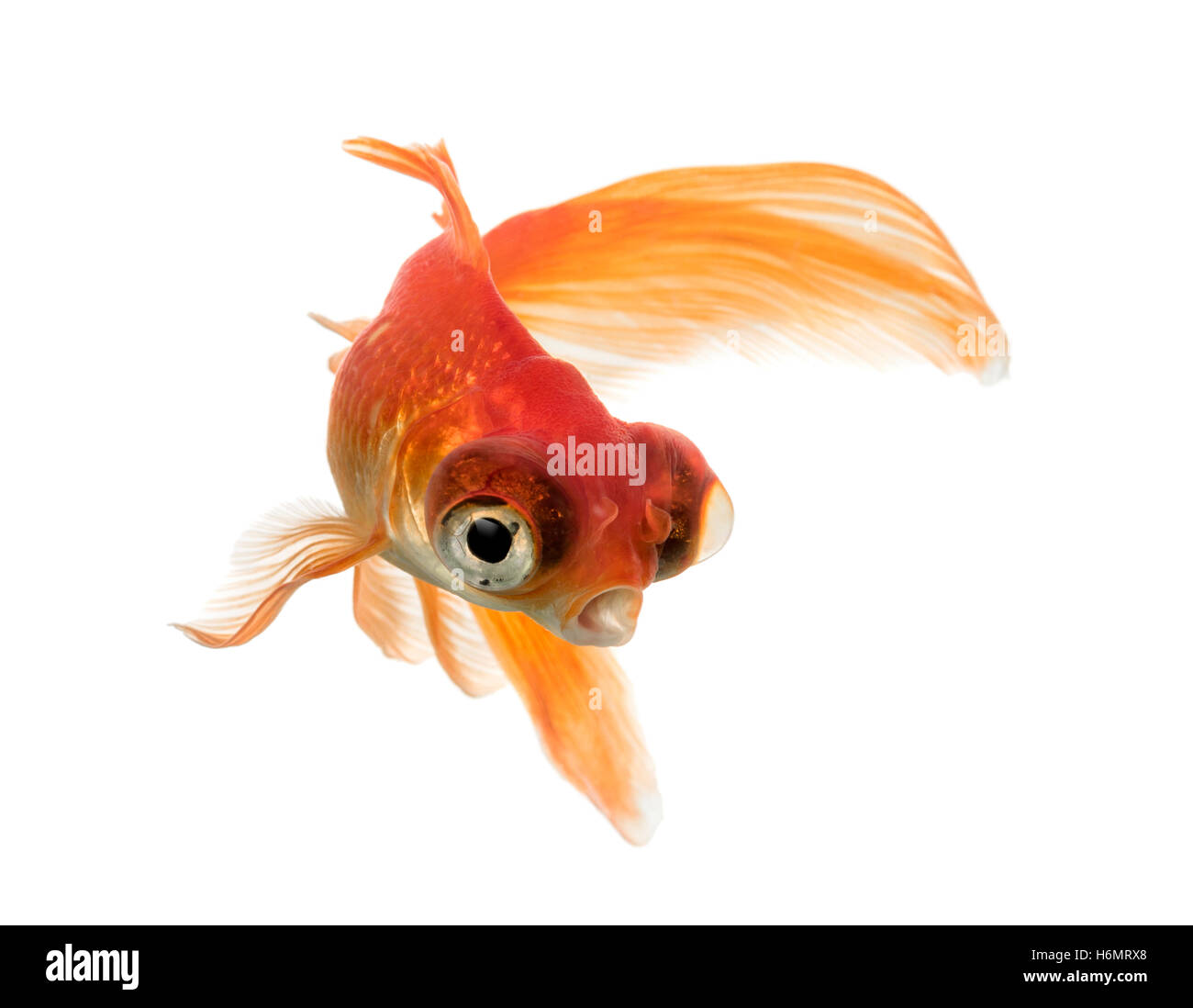 Goldfish in water, islolated on white Stock Photo - Alamy