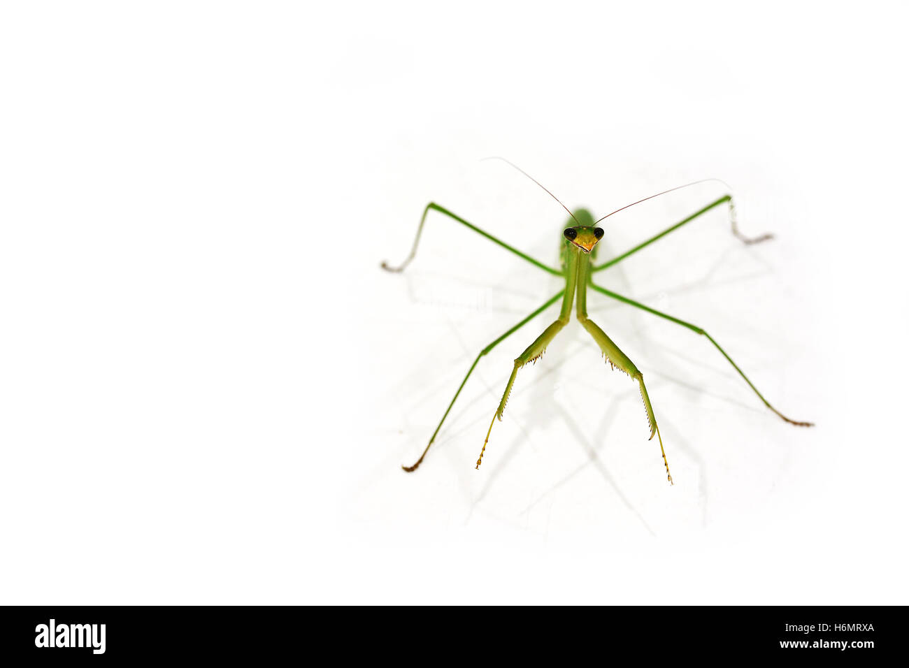 Green Preying Mantis Stock Photo - Alamy