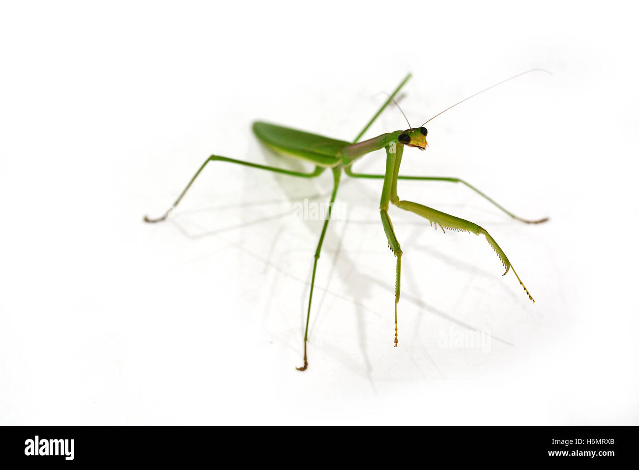 Deadly mantis hi-res stock photography and images - Alamy