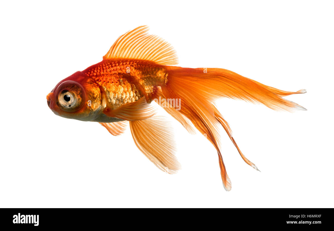 Fancy goldfish hi-res stock photography and images - Alamy
