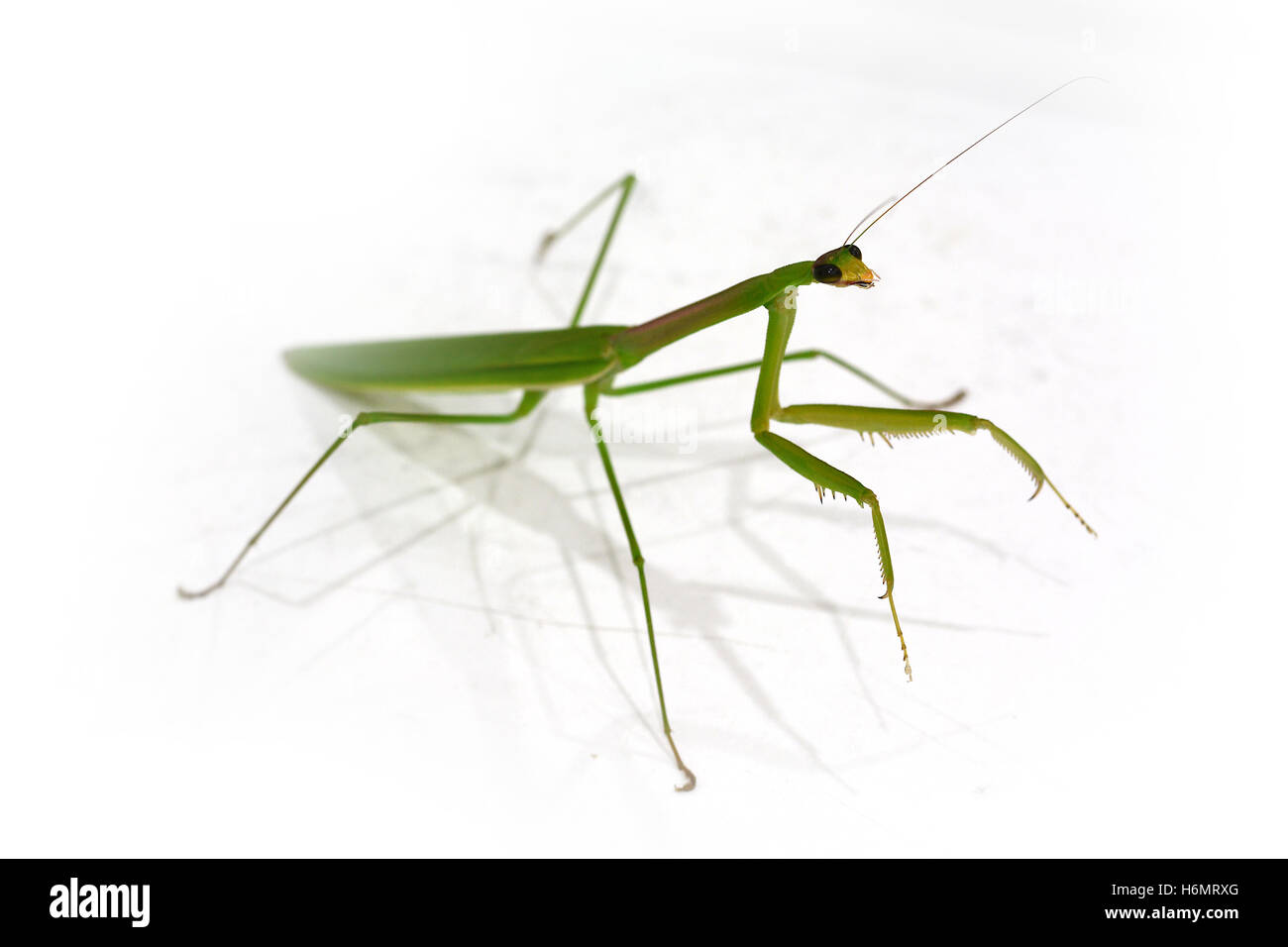 Green Preying Mantis Stock Photo - Alamy