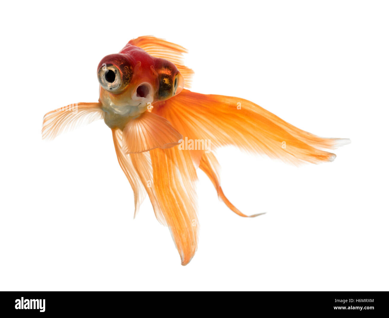 Goldfish carassius auratus dorsal fin Cut Out Stock Images & Pictures ...