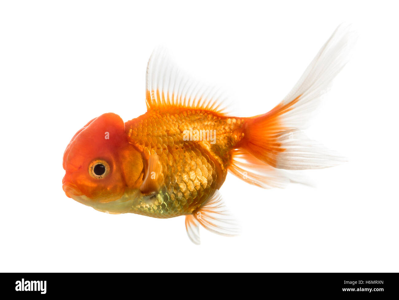 Side view of a Lion's head goldfish swimming isolated on white Stock ...