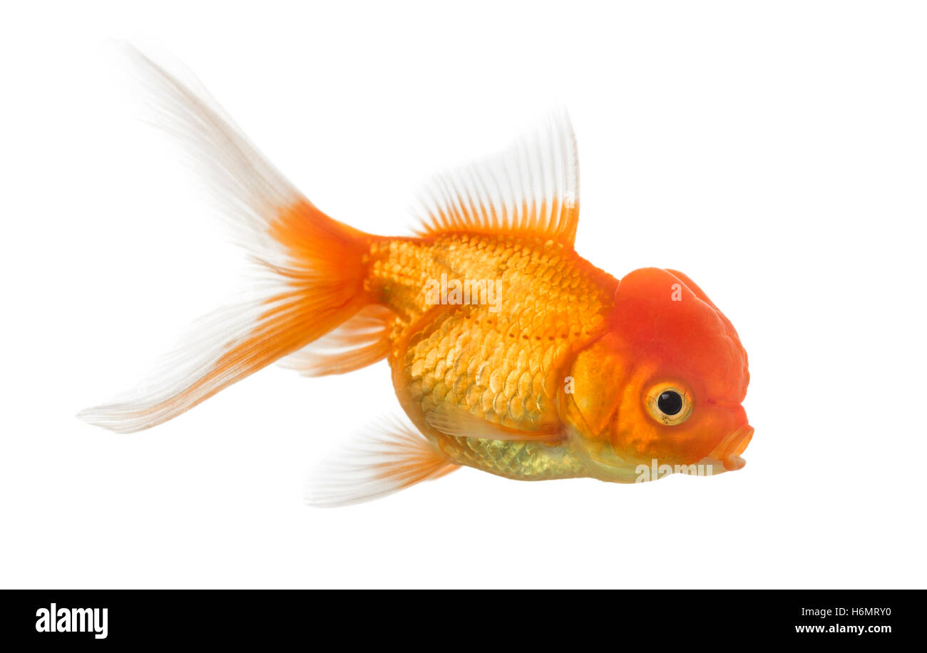 Side view of a Lion's head goldfish swimming isolated on white Stock ...