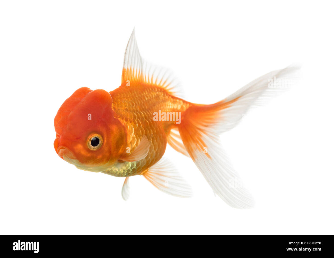 Side view of a Lion's head goldfish swimming isolated on white Stock ...