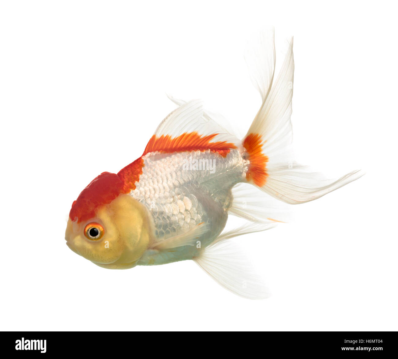 Side view of a lion's head goldfish isolated on white Stock Photo - Alamy