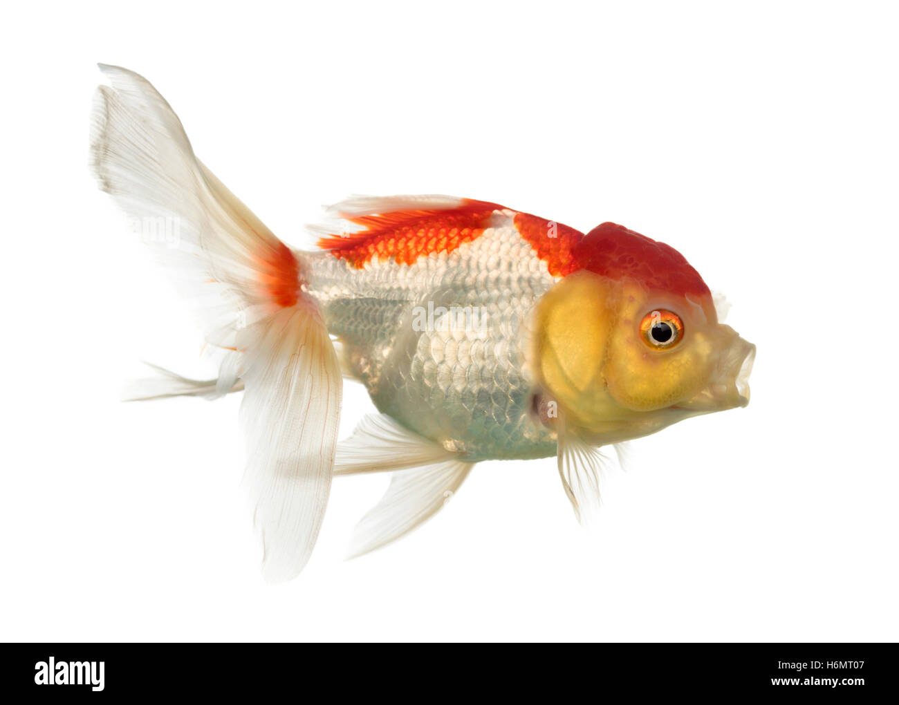 Side view of a lion's head goldfish isolated on white Stock Photo - Alamy