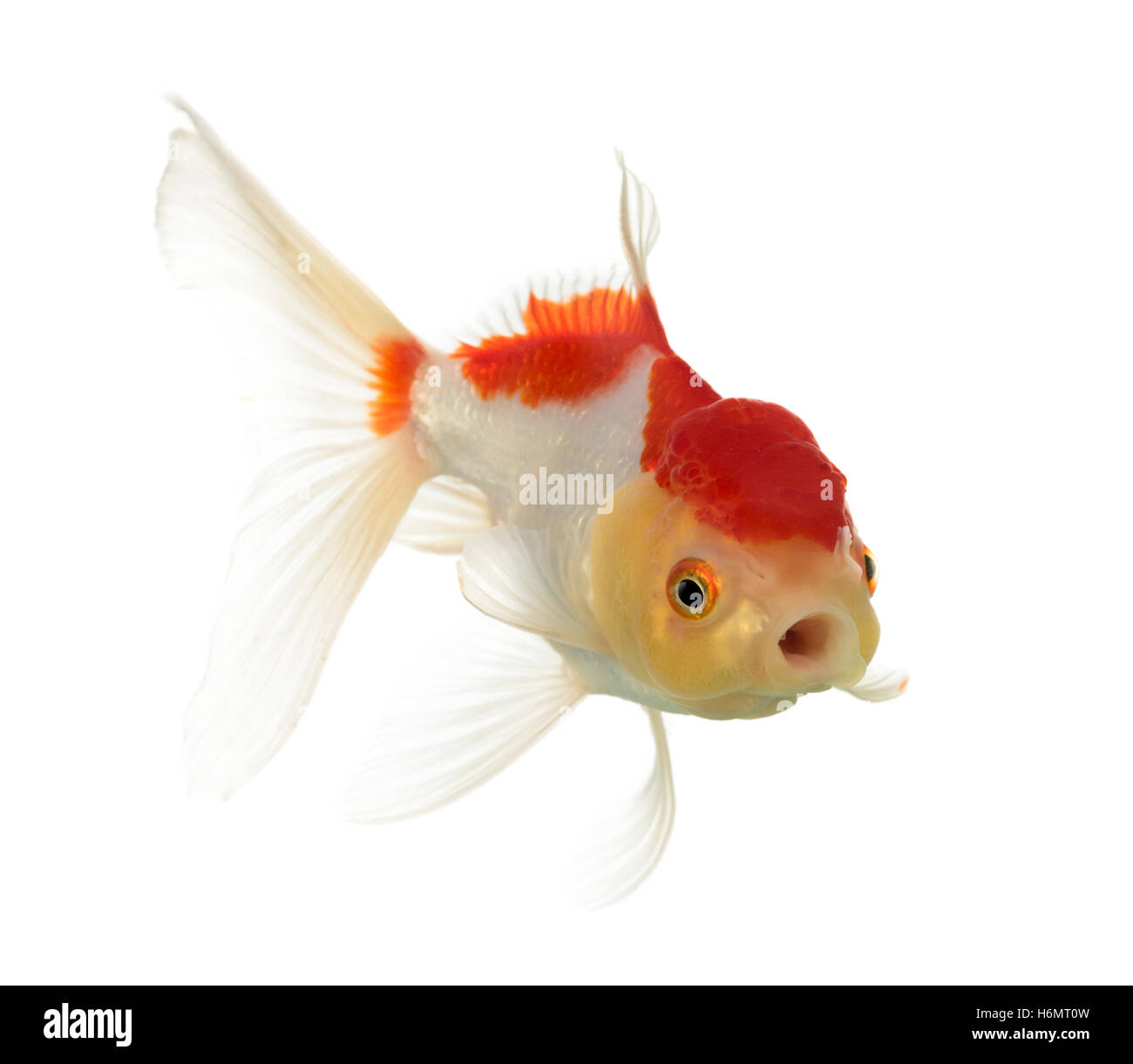 Lion's head goldfish opening mouth isolated on white Stock Photo - Alamy