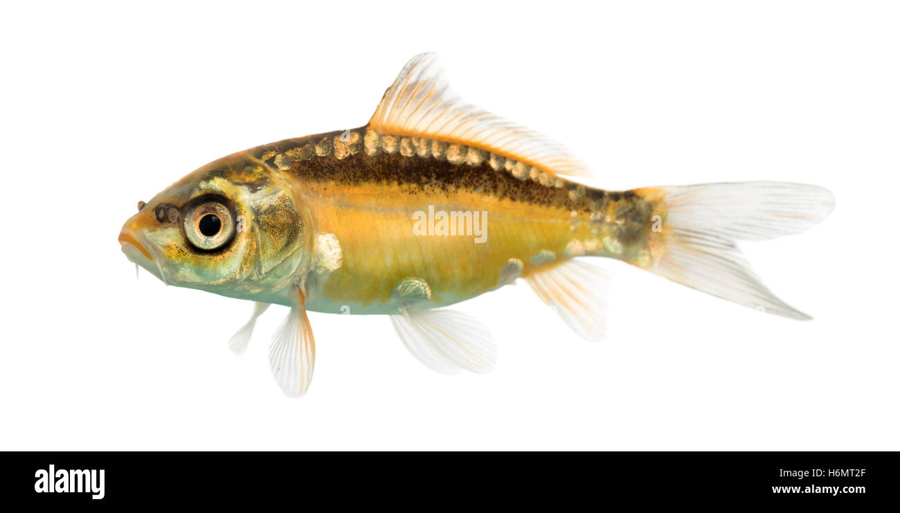 Side view of a yellow koi isolated on white Stock Photo - Alamy