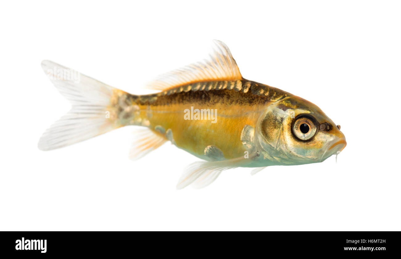 Side view of a yellow koi isolated on white Stock Photo - Alamy