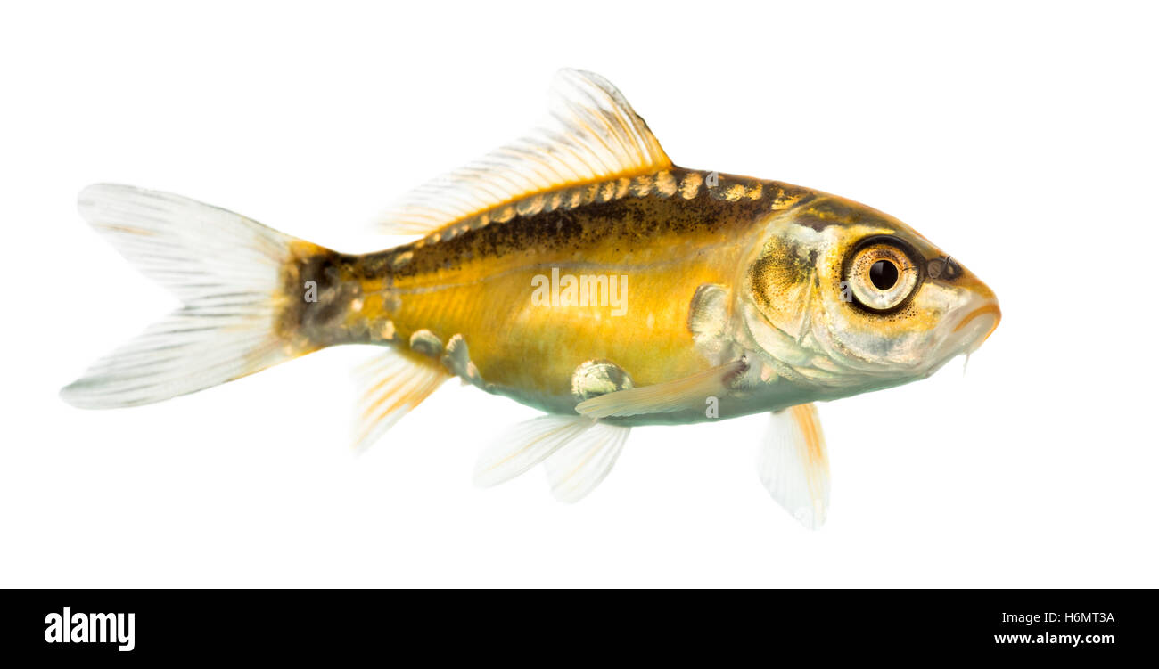 Side view of a yellow koi isolated on white Stock Photo - Alamy