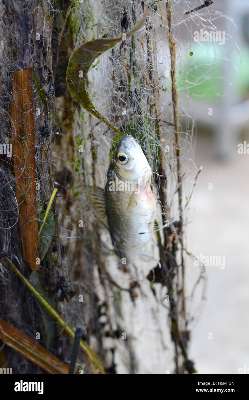 Mesh fish traps Stock Photo - Alamy