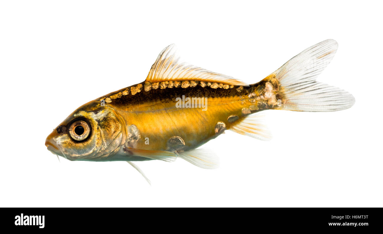 Side view of a yellow koi looking down isolated on white Stock Photo ...